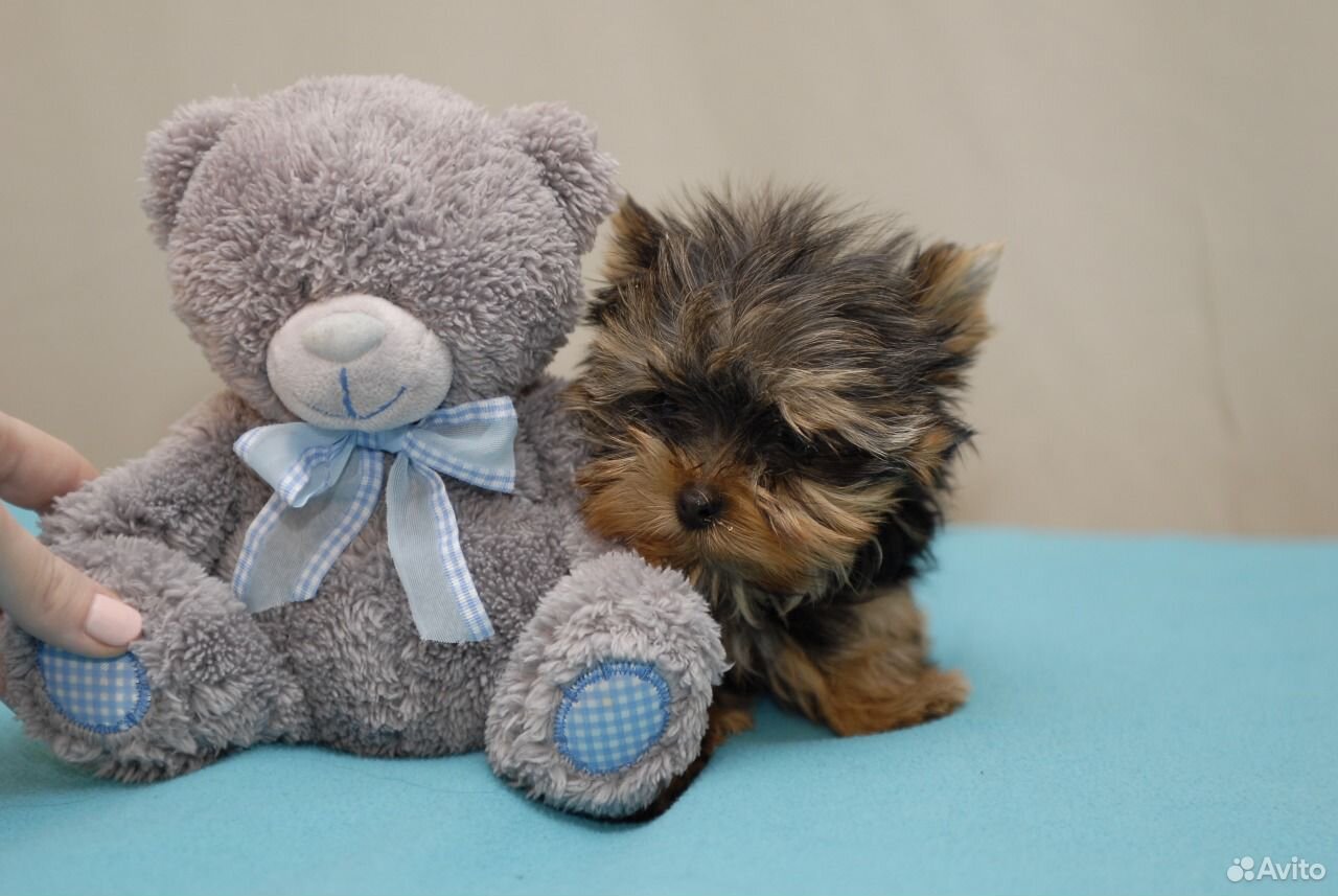 Праздничные малышки