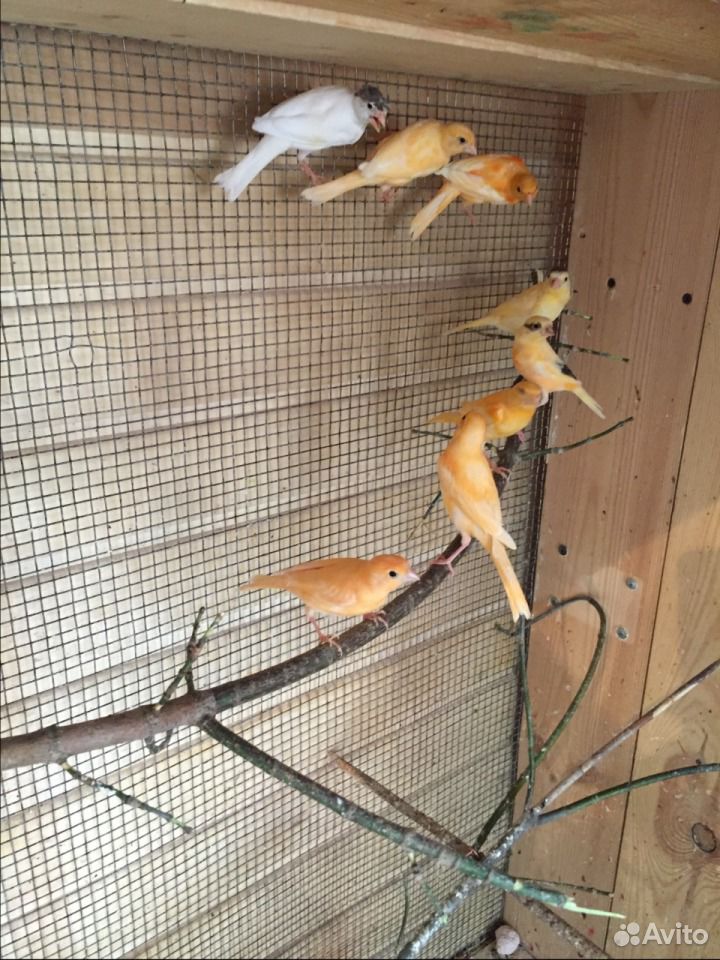 Много кенаров 2017г