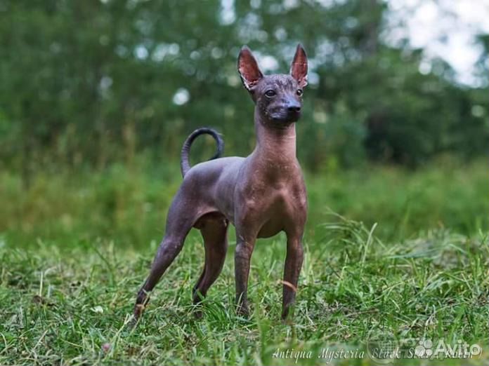 Ищем жениха