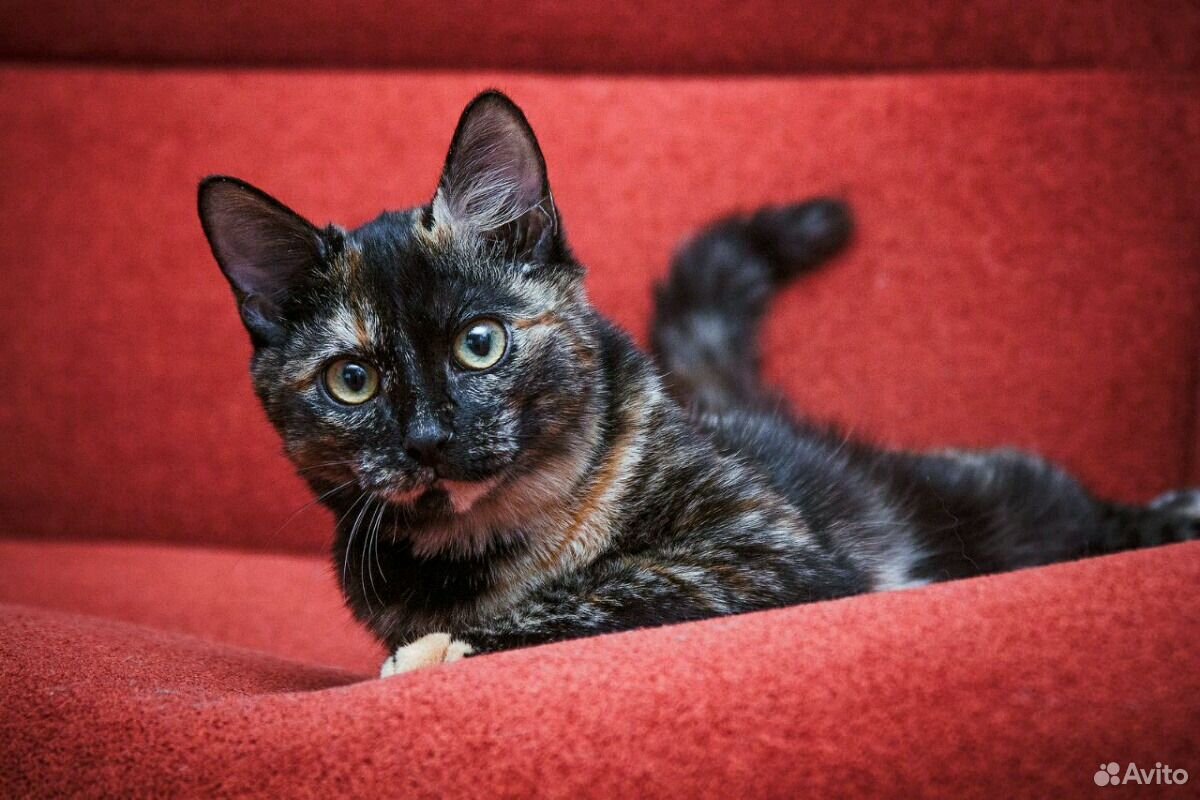 Павлина, 9 мес