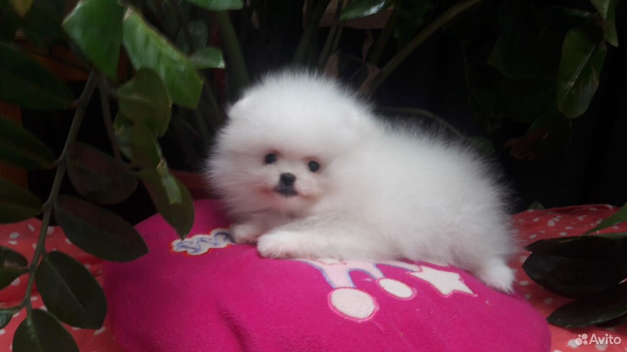 Щеночки померанского шпица