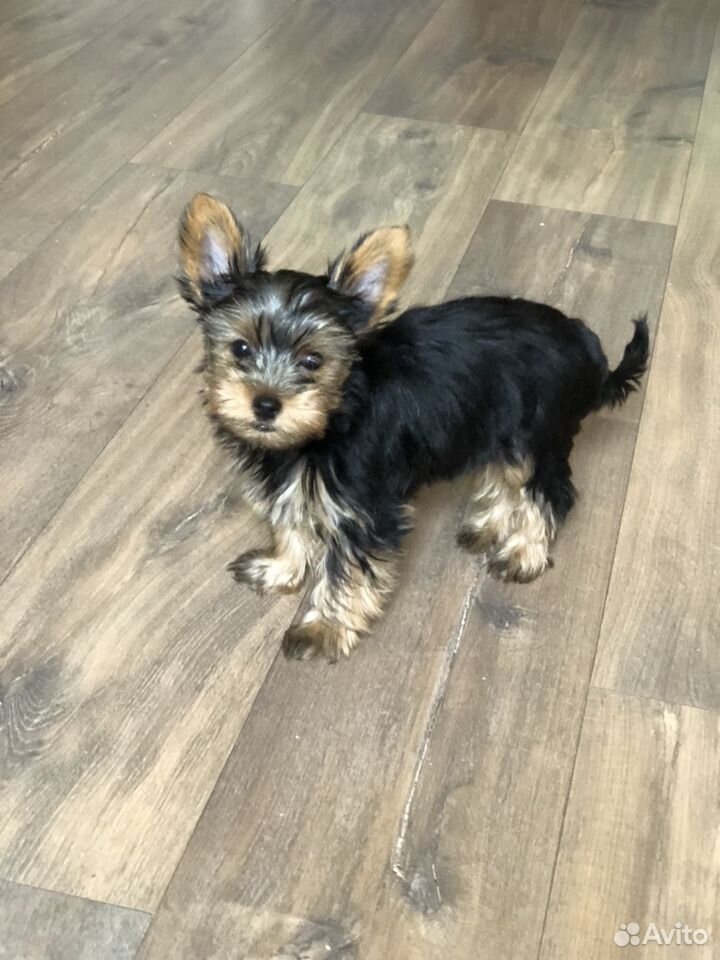 Щеночки Йорики