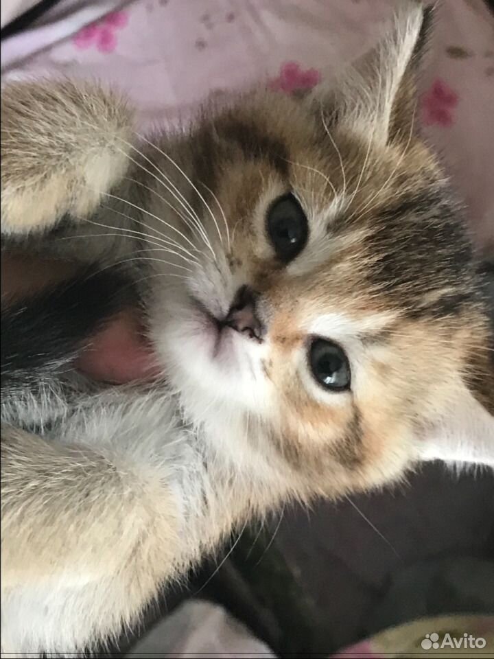 Шикарные породистые котята