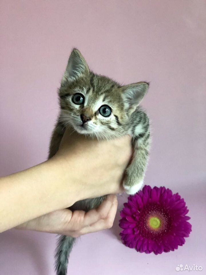 Котенок полосатик девочка в дар