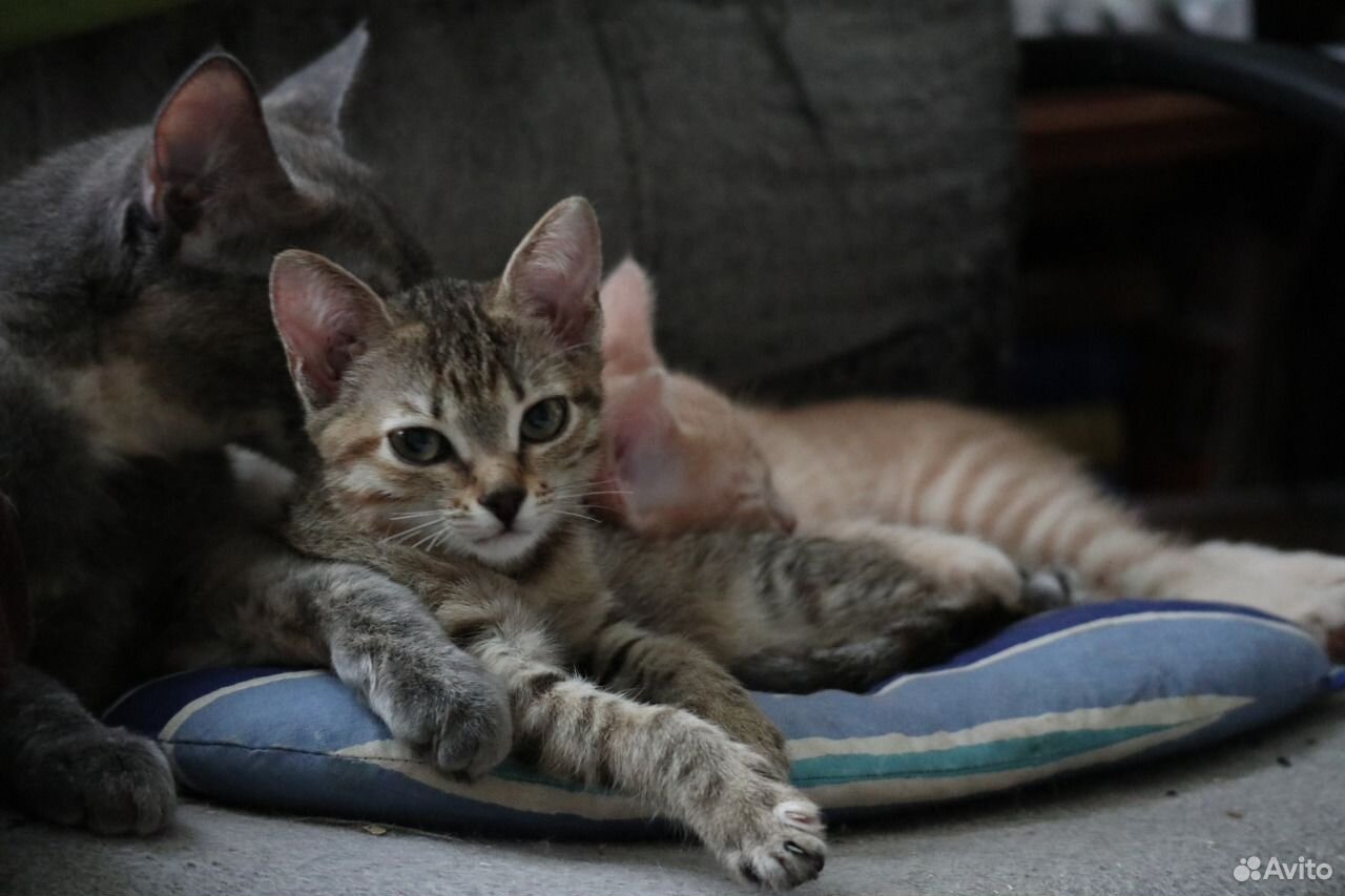 Котята с крымскими корнями