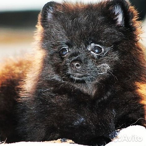 Щенки мини шпица