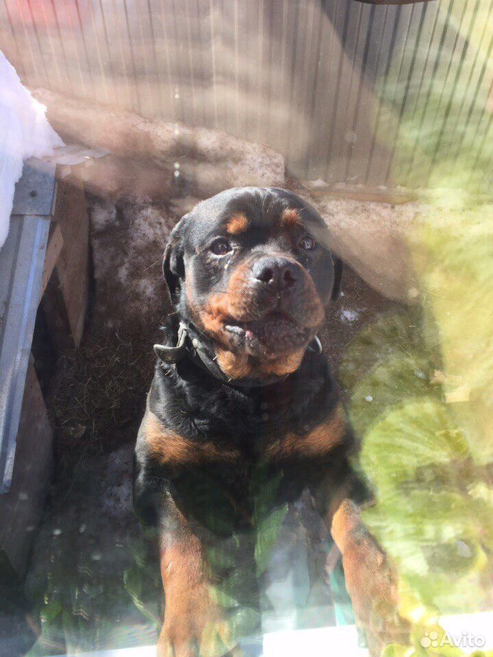 Ротвейлер ищет девочку для случки