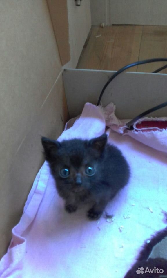 Малыш ищет дом