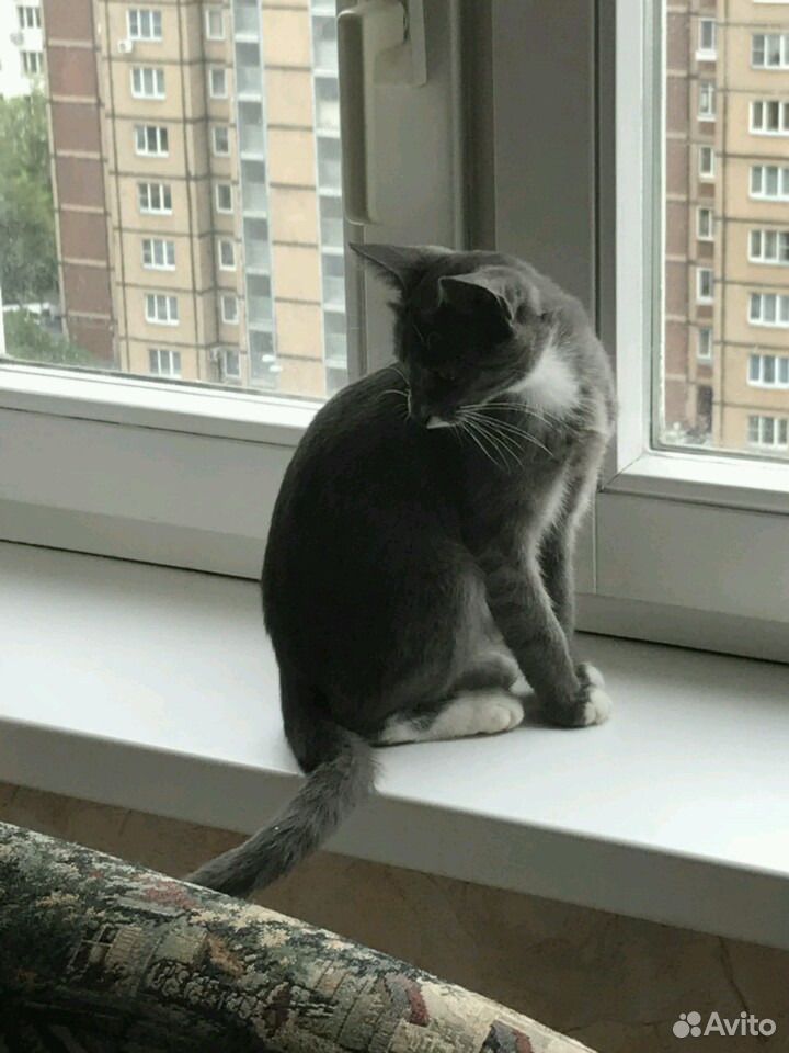 Отдам бесплатно в хорошие руки котенка молодую дев