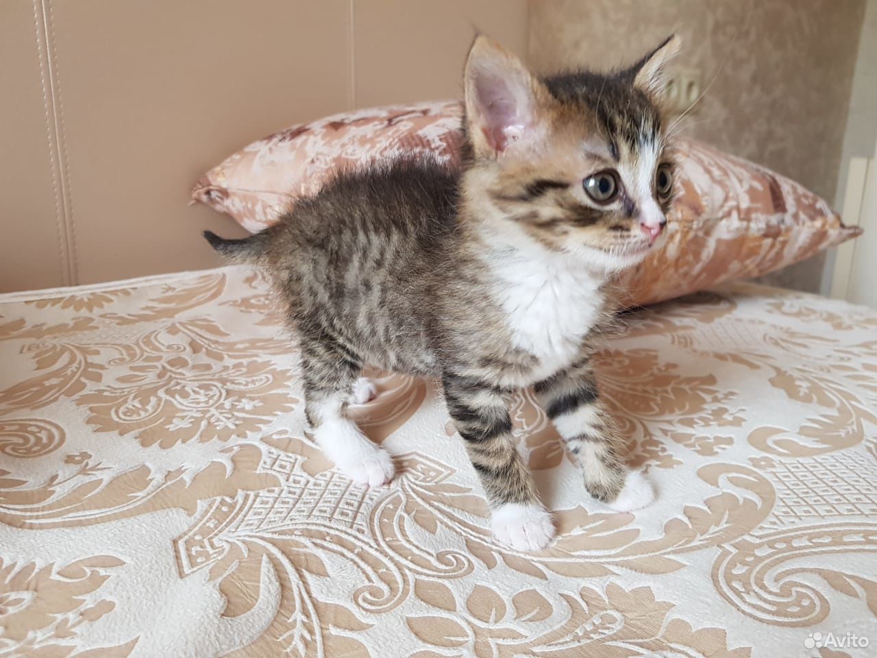 Котенок - антистресс