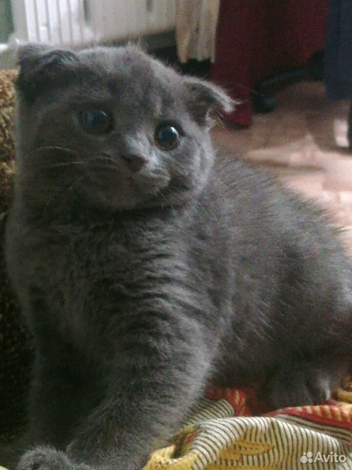 Котёнок вислоухий шатландец