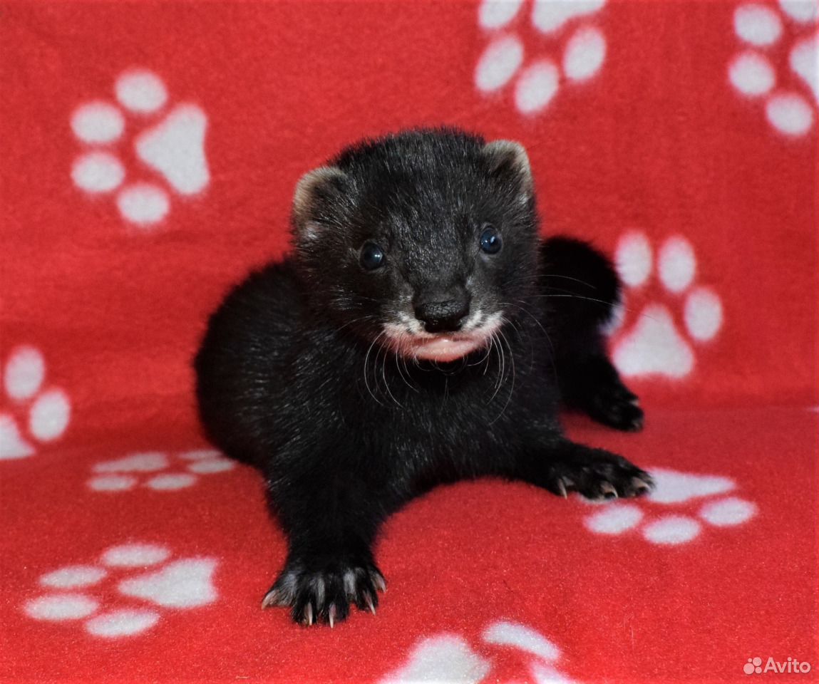 Хорьки из питомника