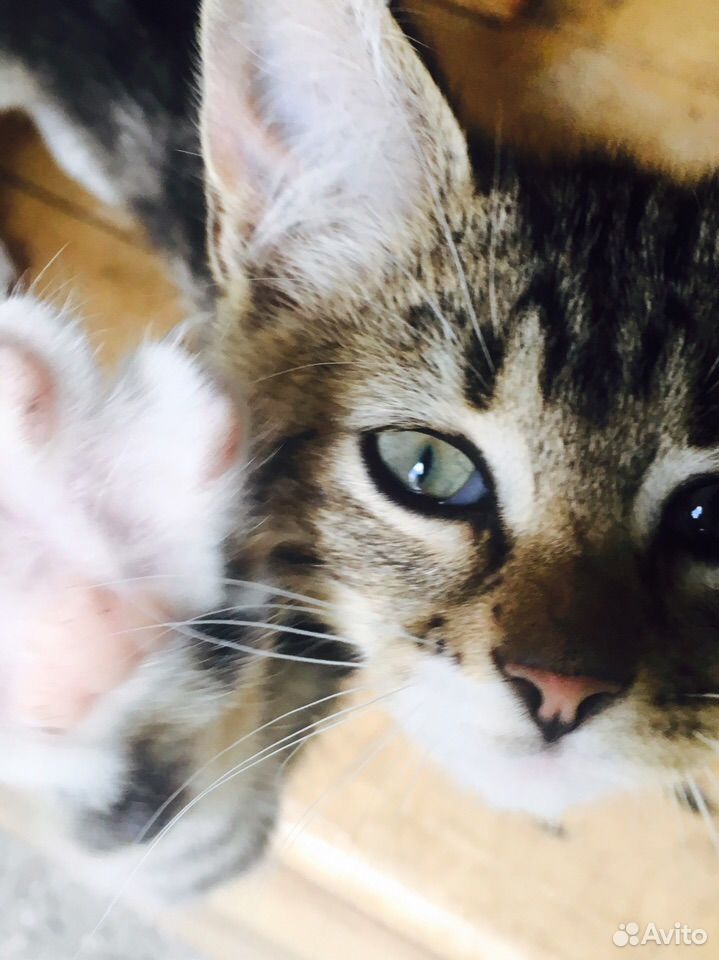 Улыбашка Алиса