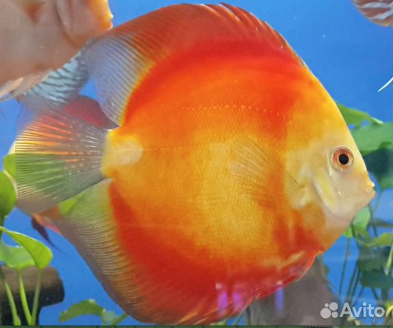 Дискус Красно-золотой кристалл