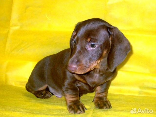 Карликовый и стандартный щенок (окрас кофе)