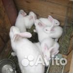 Белый великан