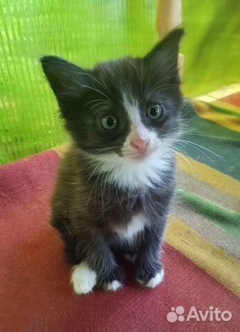 Мурчалки - плюшевые котята в добрые руки