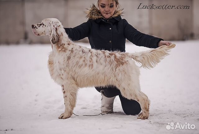 Подрощенный щенок английского сеттера. Кобель