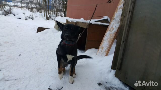 SoS Помогите Собака не кусака