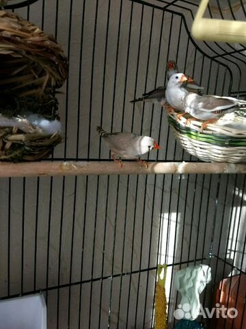 Зебровая амадина