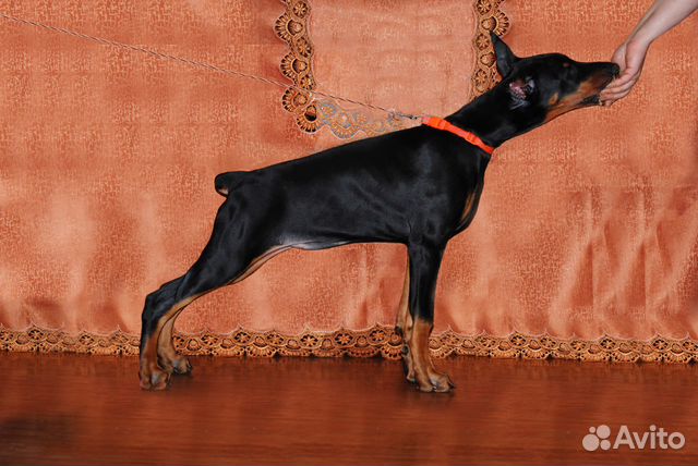 Щенок добермана - дочь Интерчемпиона