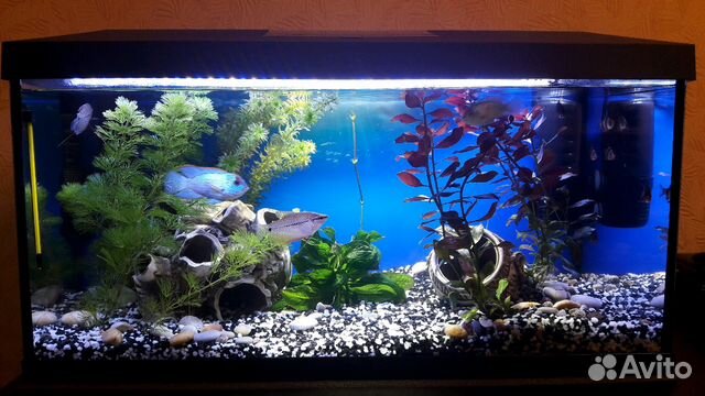 Аквариум Aquael leddy set 60(54л)