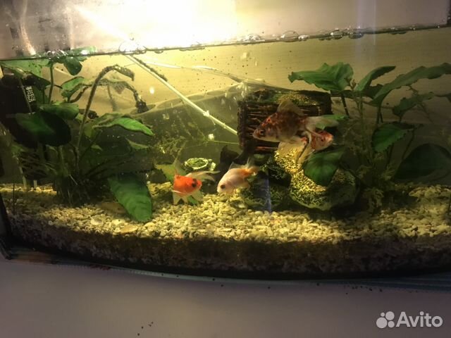 Продам Аквариум с рыбками и лягушками