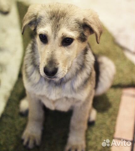 Щенята ищут дом