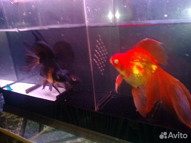 Телескопы и золотые рыбки