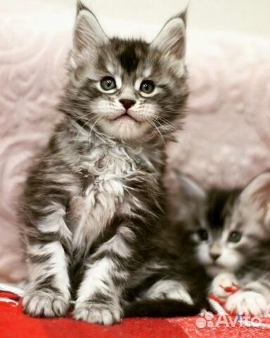 Эффектный котенок Мейн кун