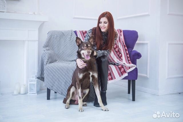 Чарли без шоколадной фабрики в добрые руки)