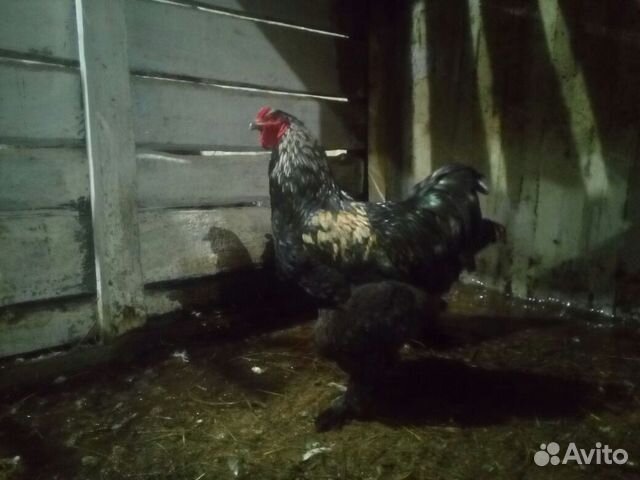 Годовалые Петухи Брама+Черная московская