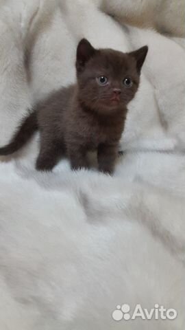 Шотландские котята
