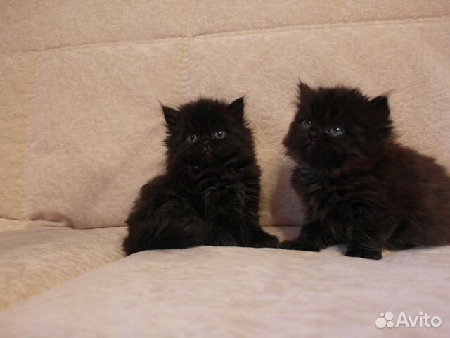 Пасхальные котики