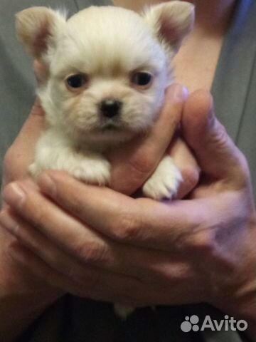 Шикарнейший мини пушистик