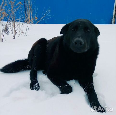 Собака в добрые руки