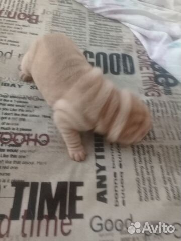 Щенки на резервацию