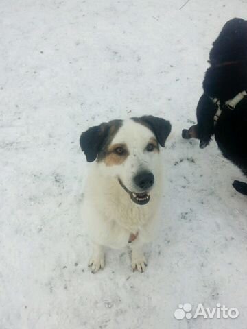 Арсенал ищет дом