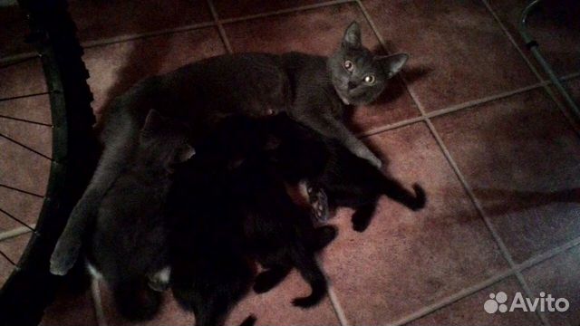 Милые очаровашки в заботливые руки