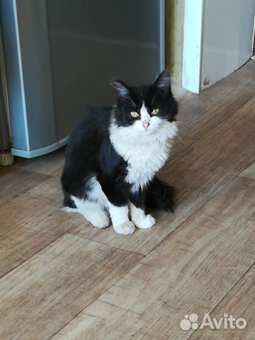 Зеленоглазая красавица ищет дом