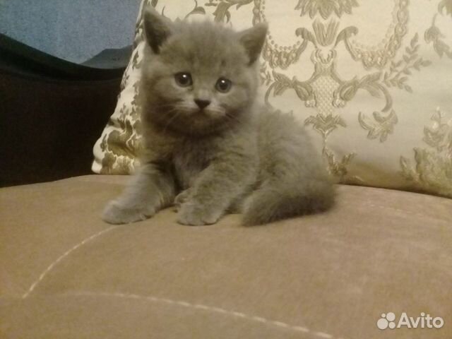Продаются британские кошечки