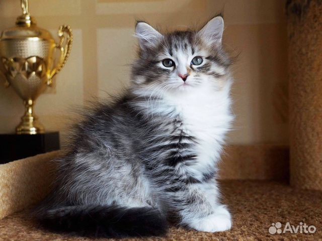 Чистопородный Сибирский котёнок из питомника