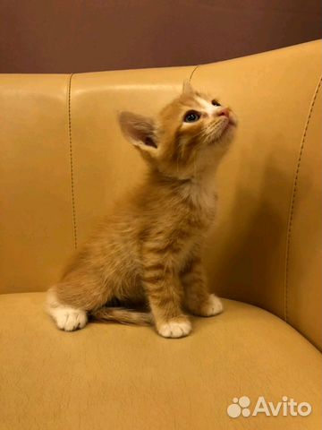 Котенок рыжий 1,5мес. мальчик в дар