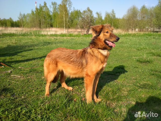 Лапушка в добрые руки