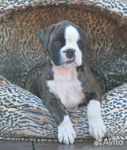 Щенок боксера Милан