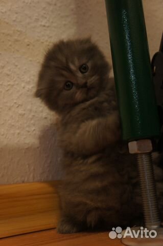 Сладкий вислоухий мальчишка хайленд