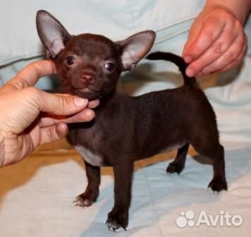 Шоко ладная чишка Леонсия