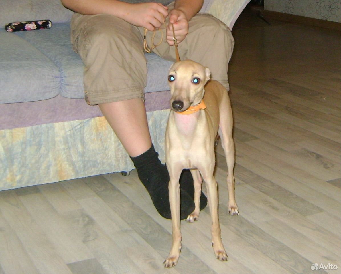 Щенки левретки. Светло-кремые малыши