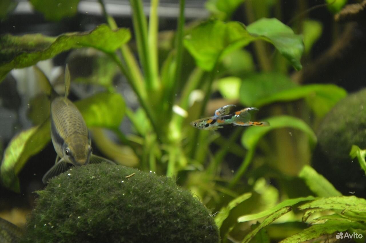 Гуппи эндлера и растения