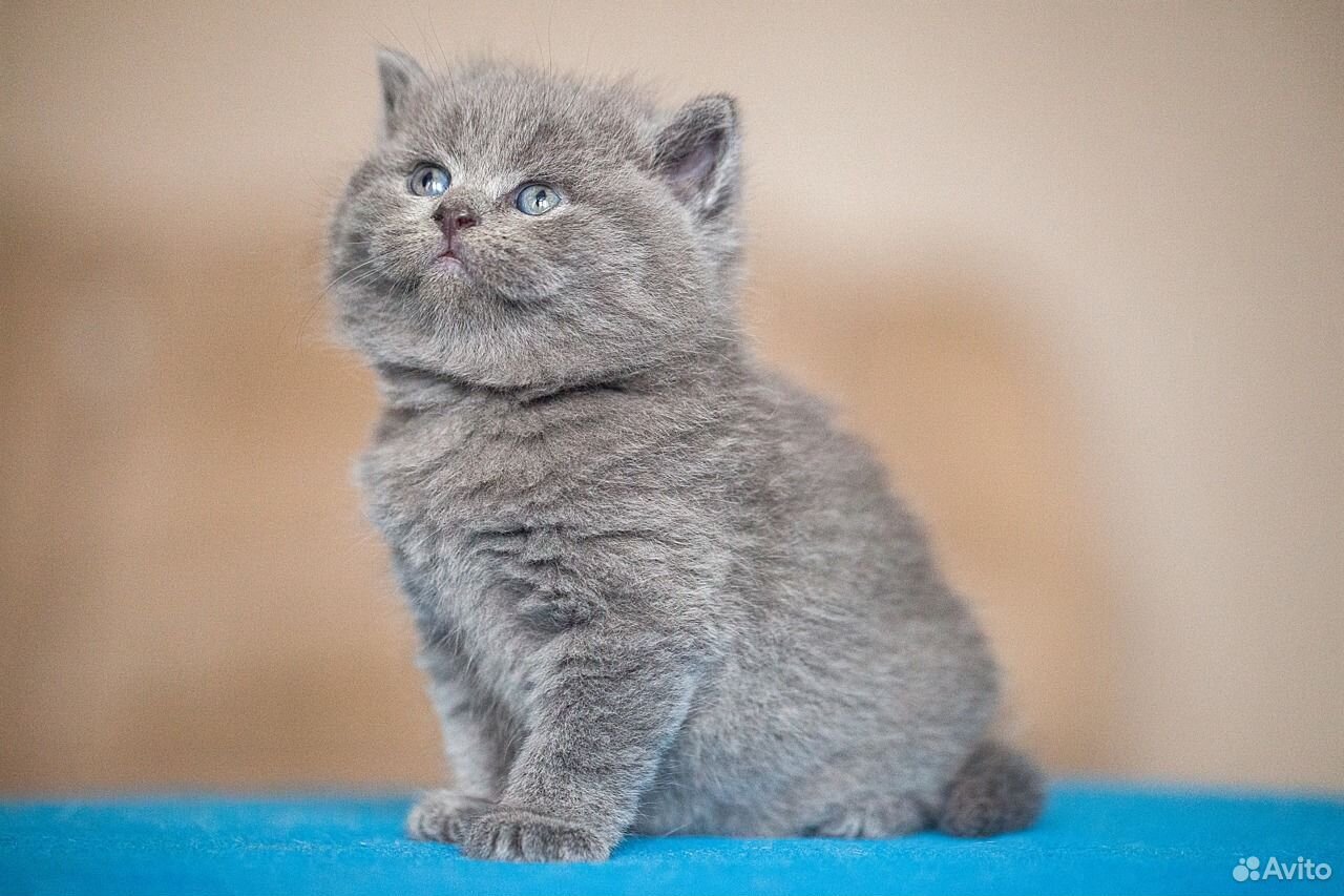 Чистокровный британский котик Эрик